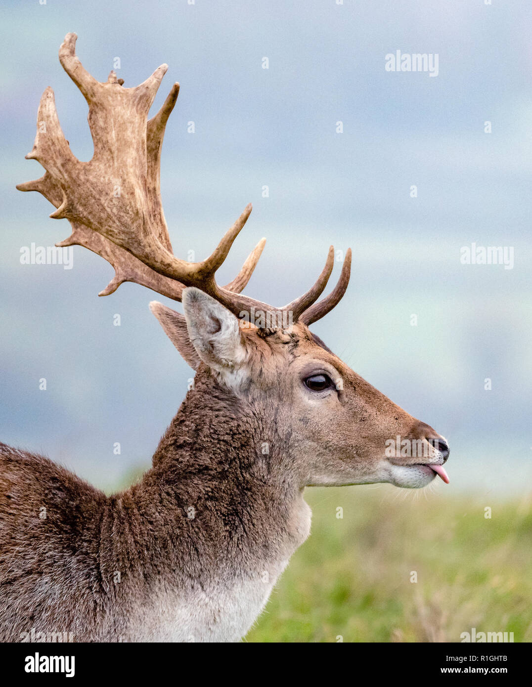 Fallow Deer Stag High Resolution Stock Photography and Images - Alamy