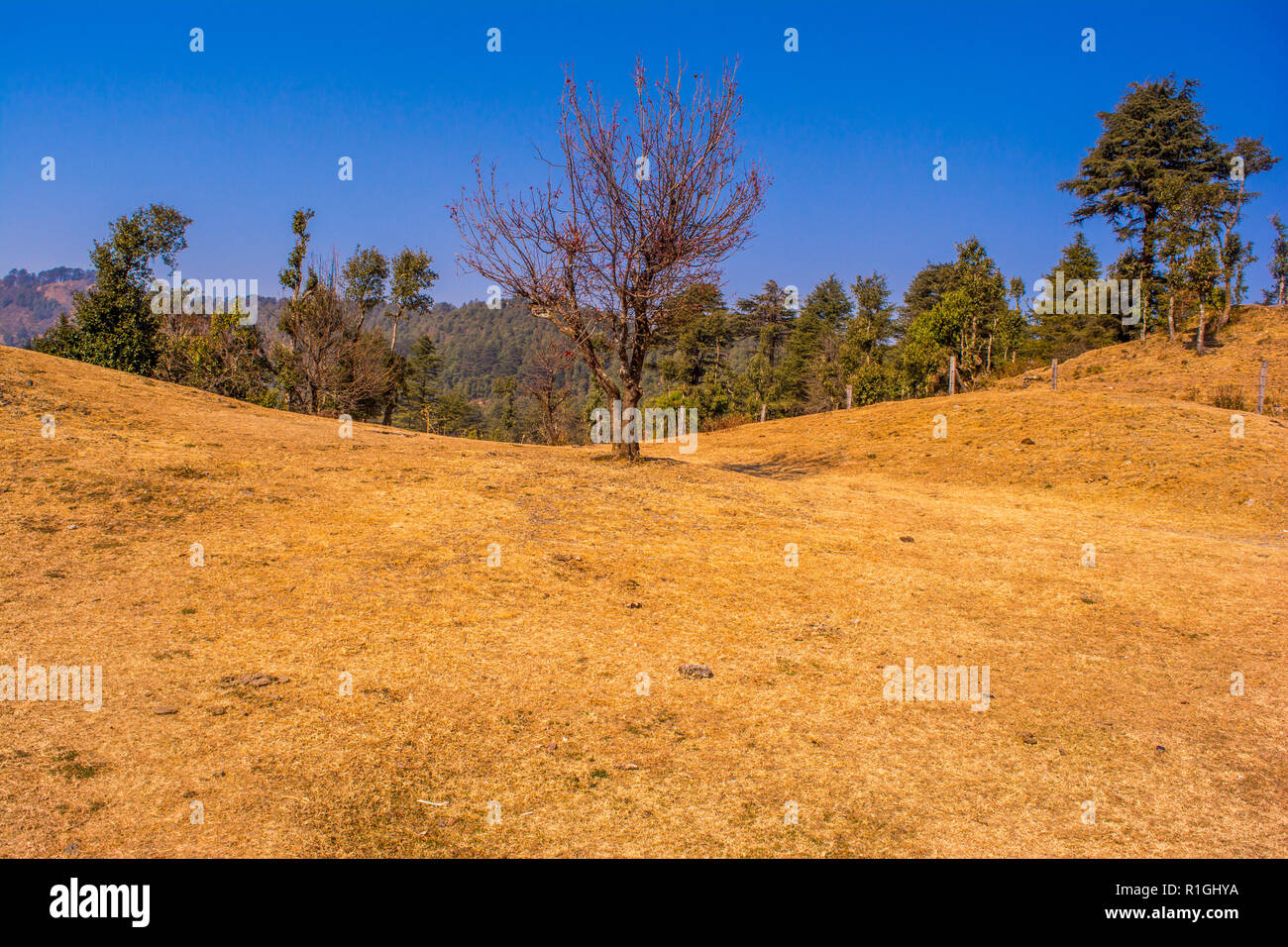 an afternoon scene of an empty green grass field with a tree in center ...