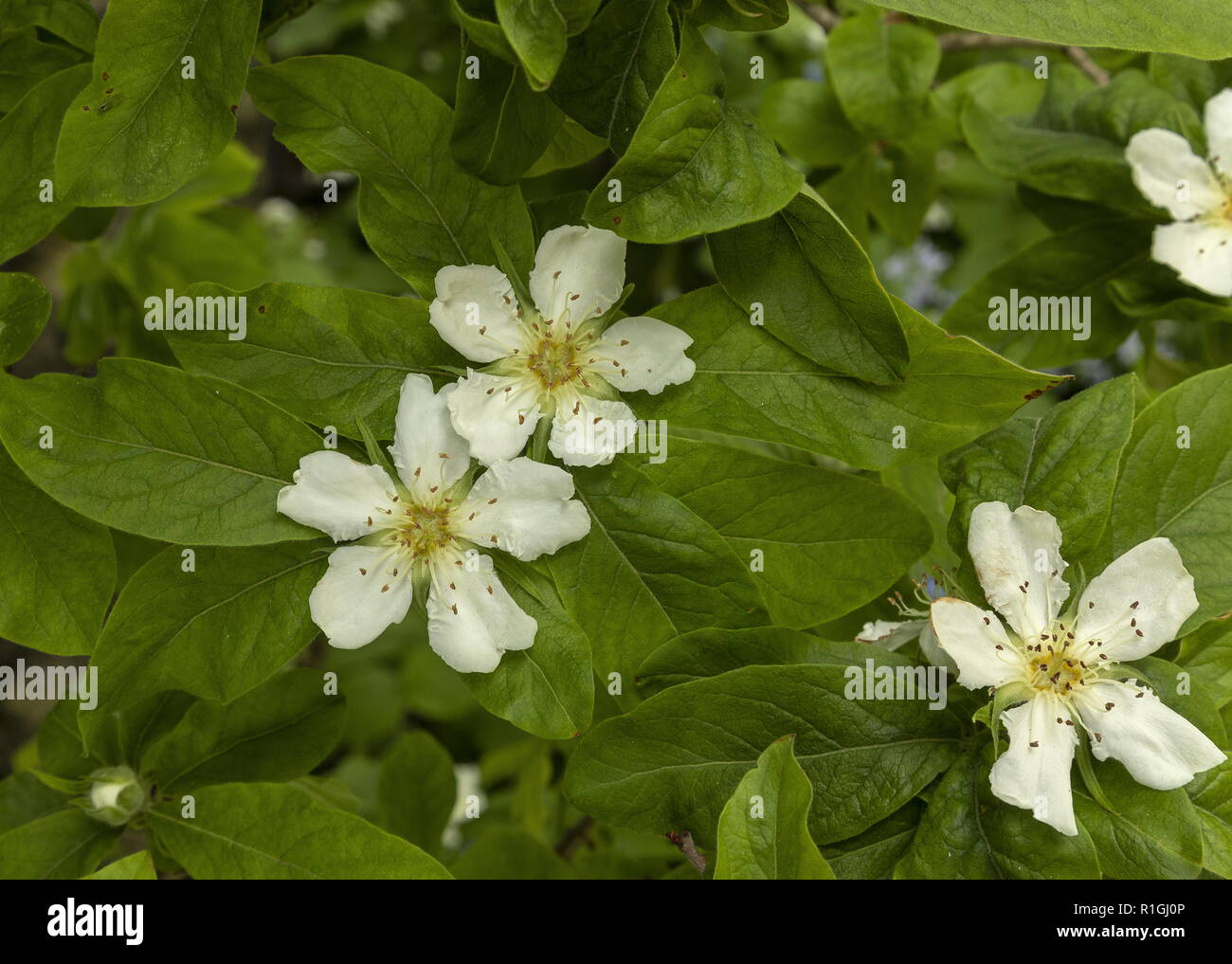 Common medlar, Mespilus germanica, in flower in spring Stock Photo - Alamy