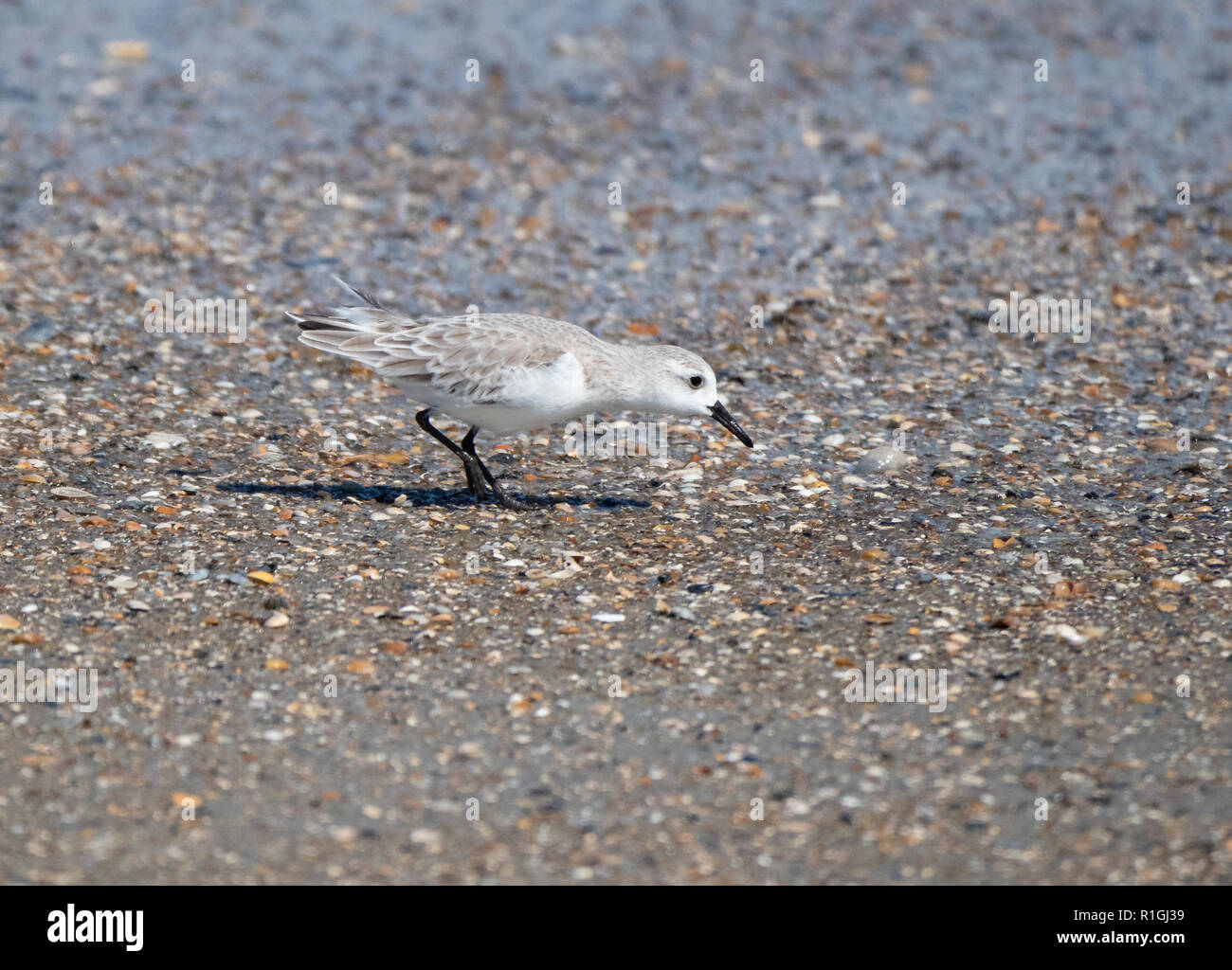 Sanderlings calidris alba on beach hi-res stock photography and images ...