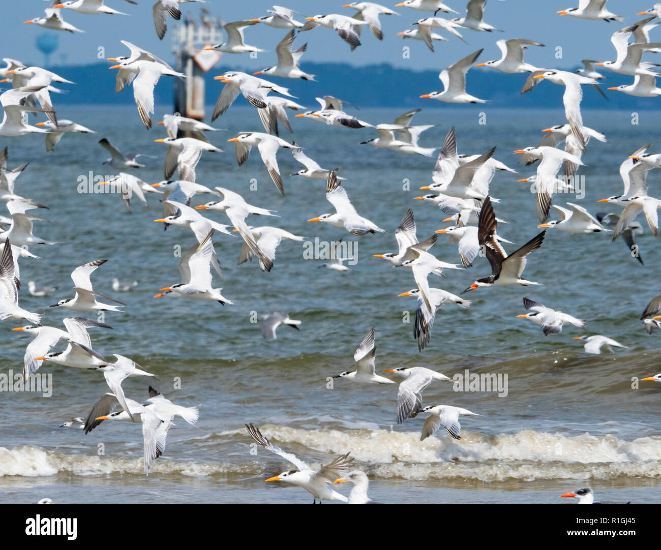 Flock of royal terns Thalasseus maximus in flight along the coast of ...