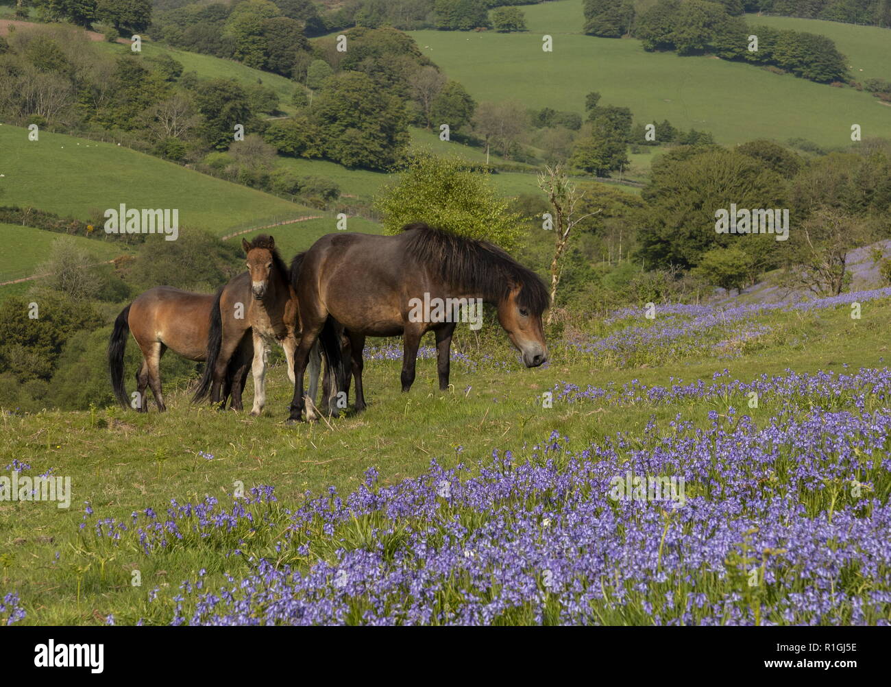 Grassland with ponies hi-res stock photography and images - Alamy