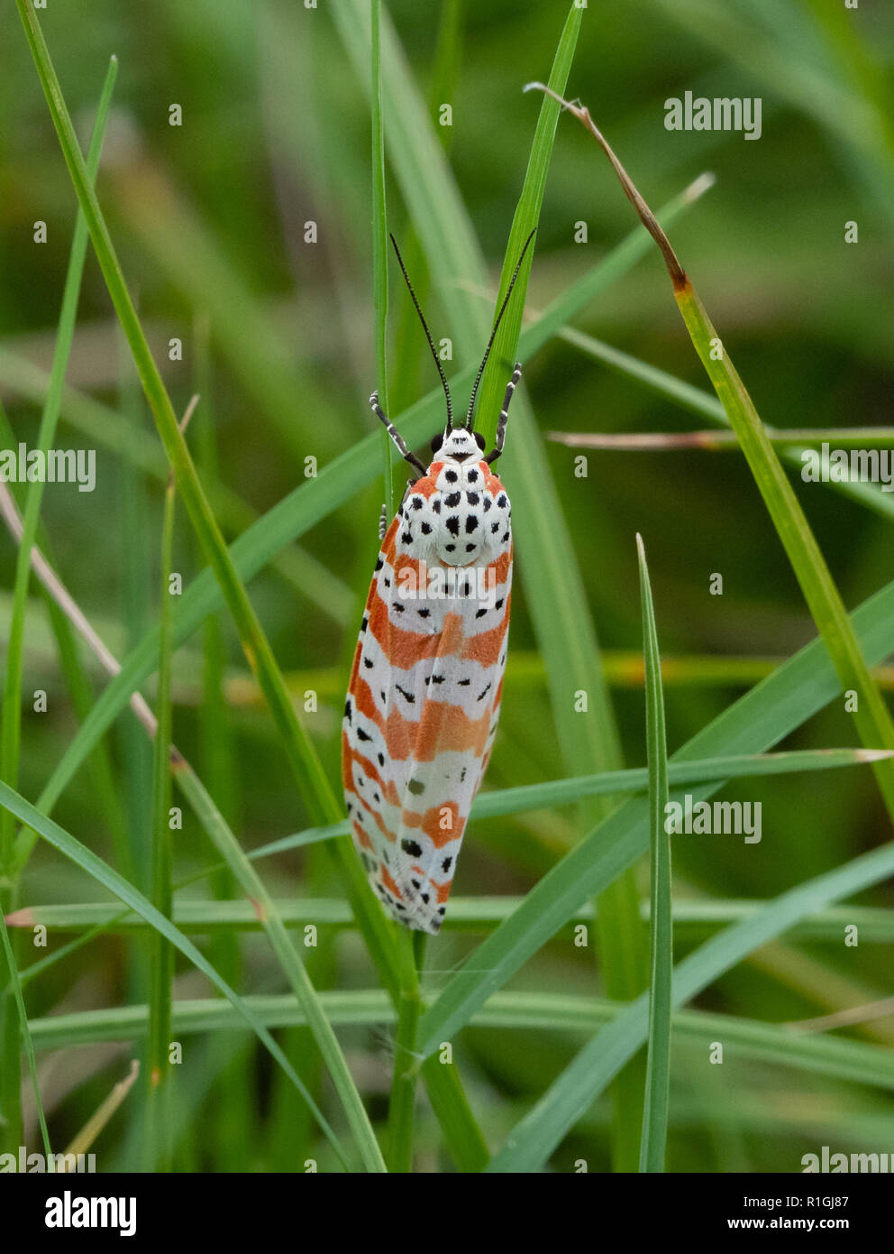 Bella antenna hi-res stock photography and images - Alamy