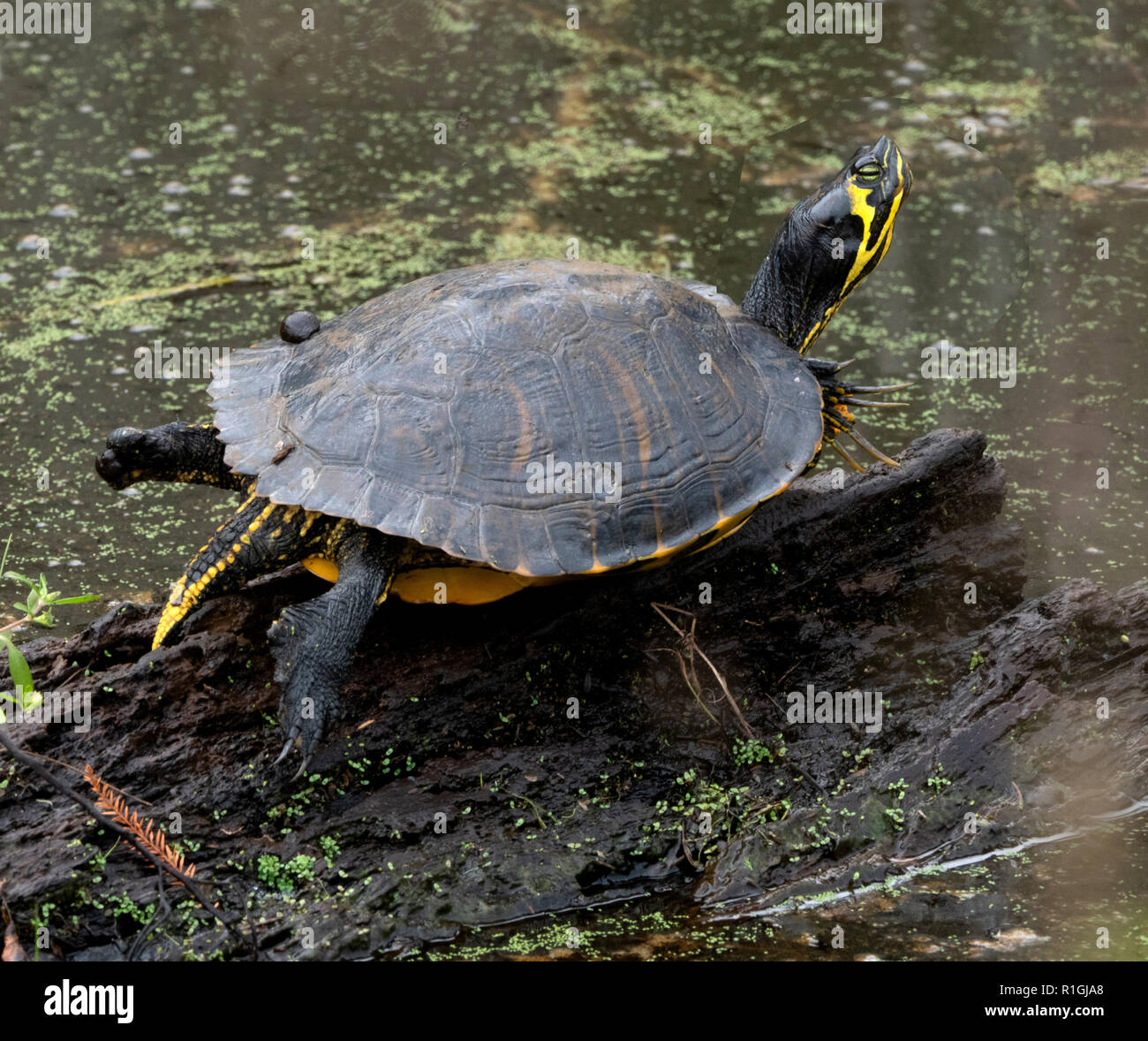Yellow-bellied slider turtle resting on a log at the Savannah National ...