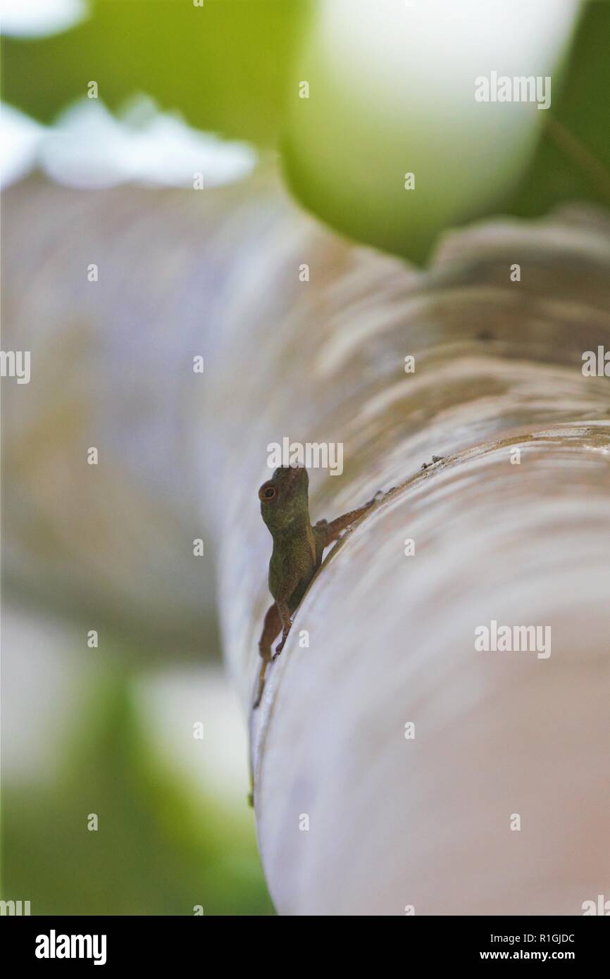 Lizard dominican republic hi-res stock photography and images - Alamy