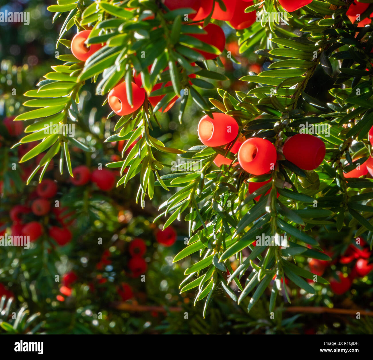 Yew Tree Berries