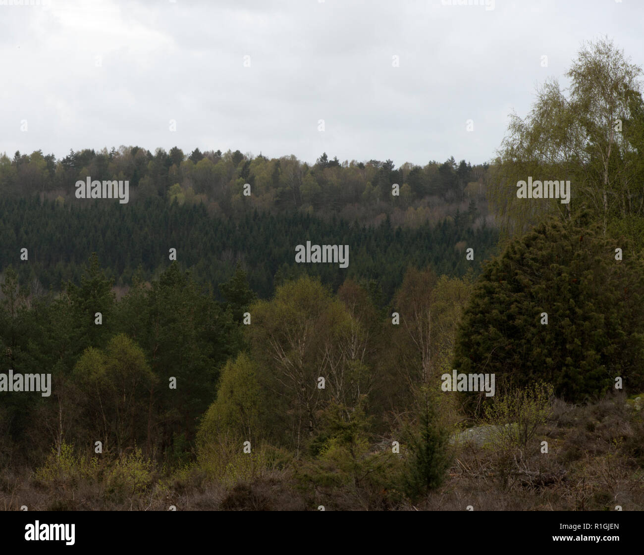 Plant, mosses, green, algae, living, algae, fungi, sunlight, life ...