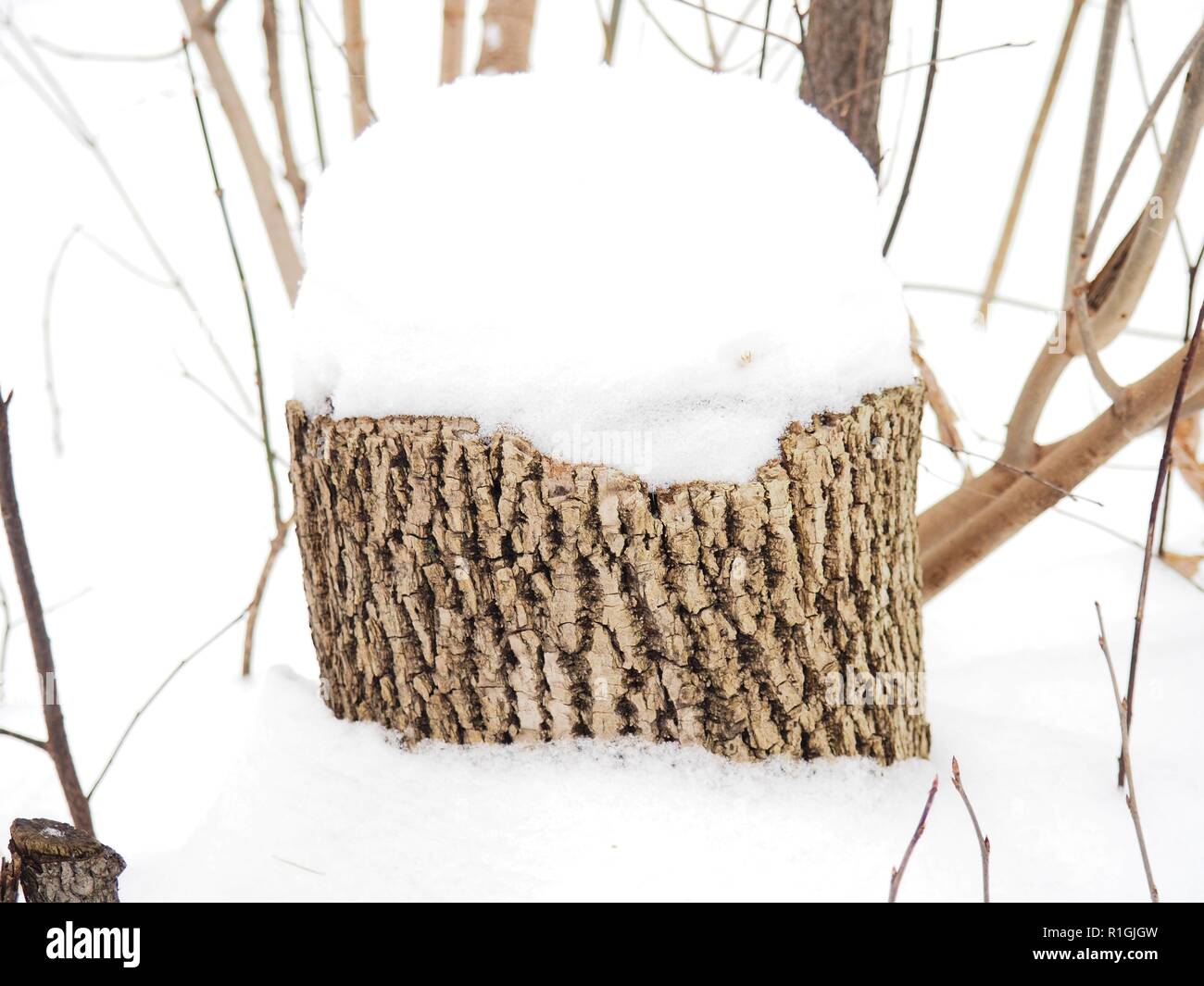 Tree stump with snow hi-res stock photography and images - Alamy