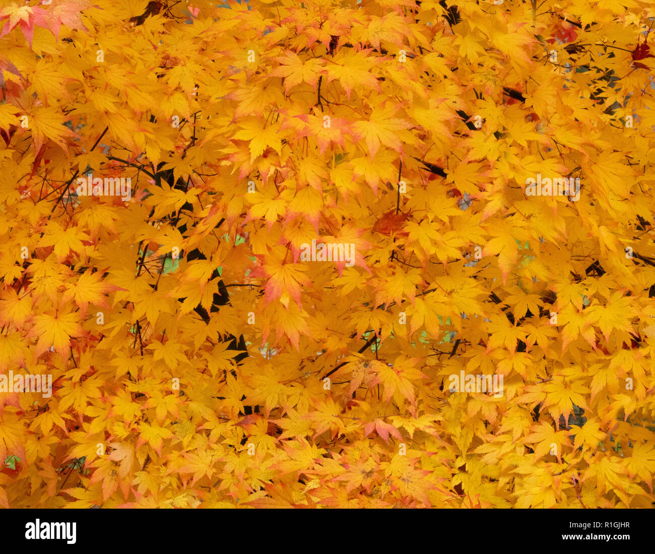 Autumn colour in Japanese Maple Acer palmatum leaves - part of the UK ...