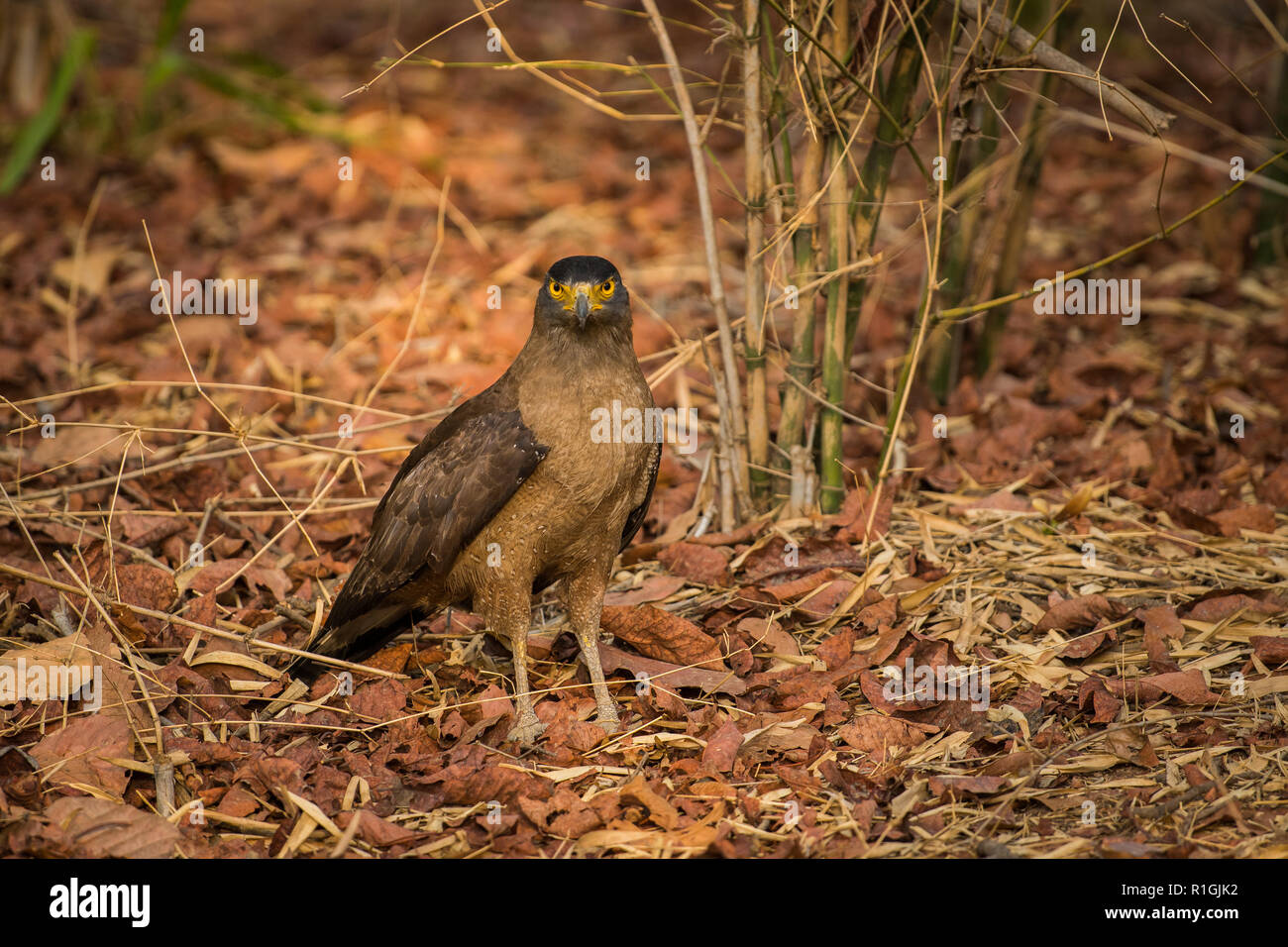 Crested Serpent Eagle (Spilornis cheela Stock Photo - Alamy