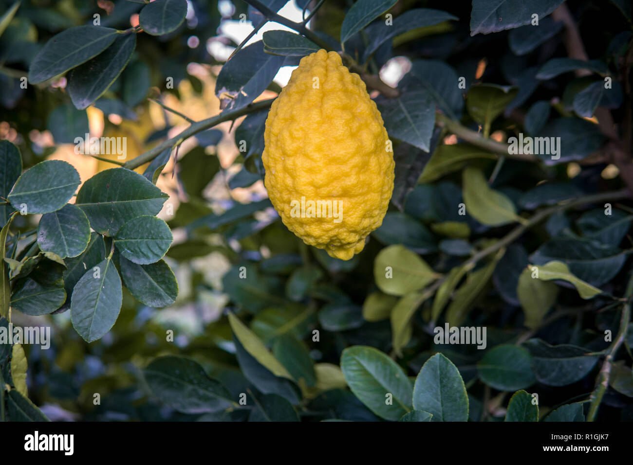 Big Citron lemon on branch of hyrid lemon tree Stock Photo - Alamy