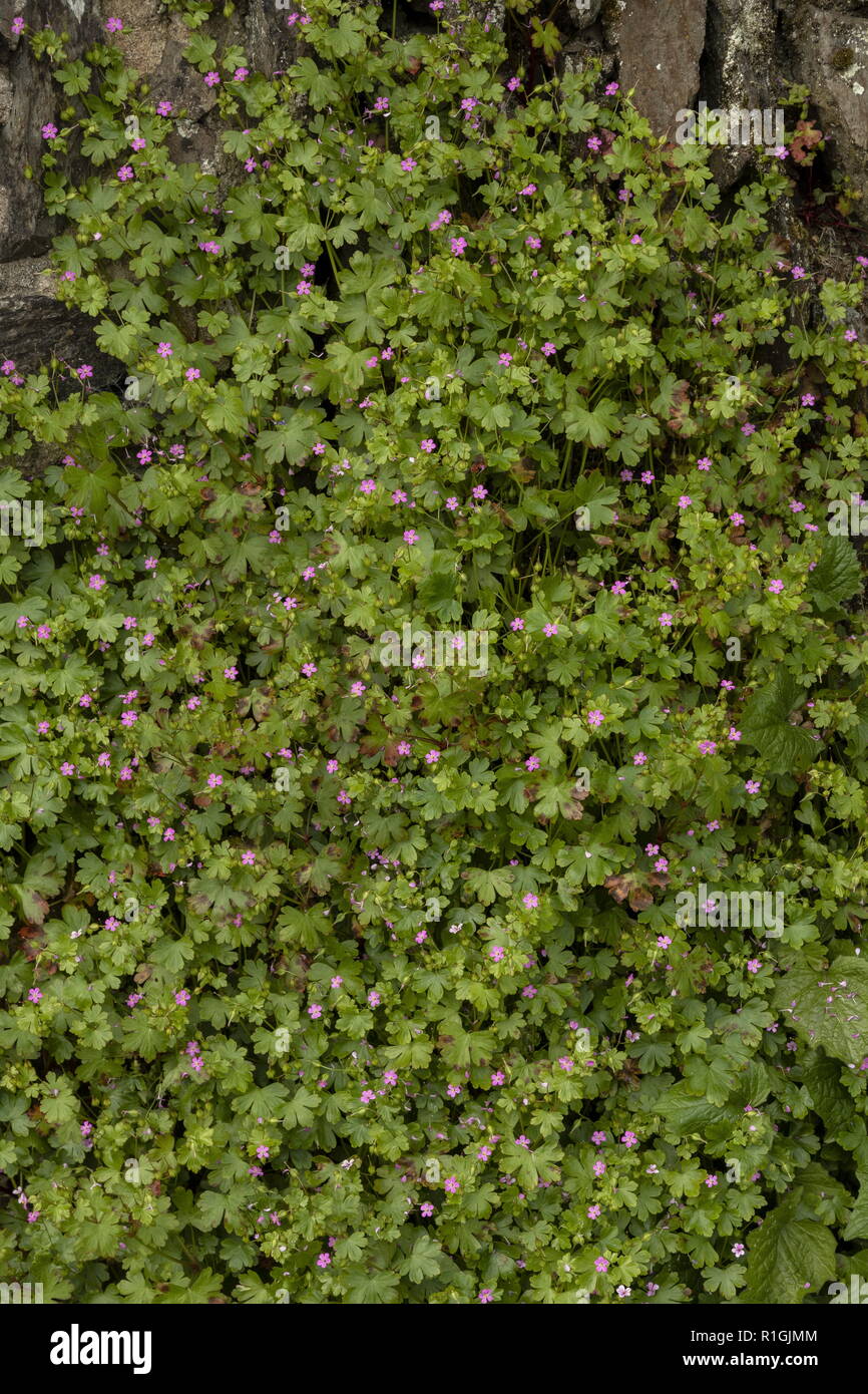 Shiny Cranesbill High Resolution Stock Photography and Images - Alamy