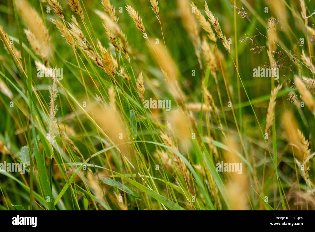 summer flower pattern in green meadow with blue and white flowers and ...