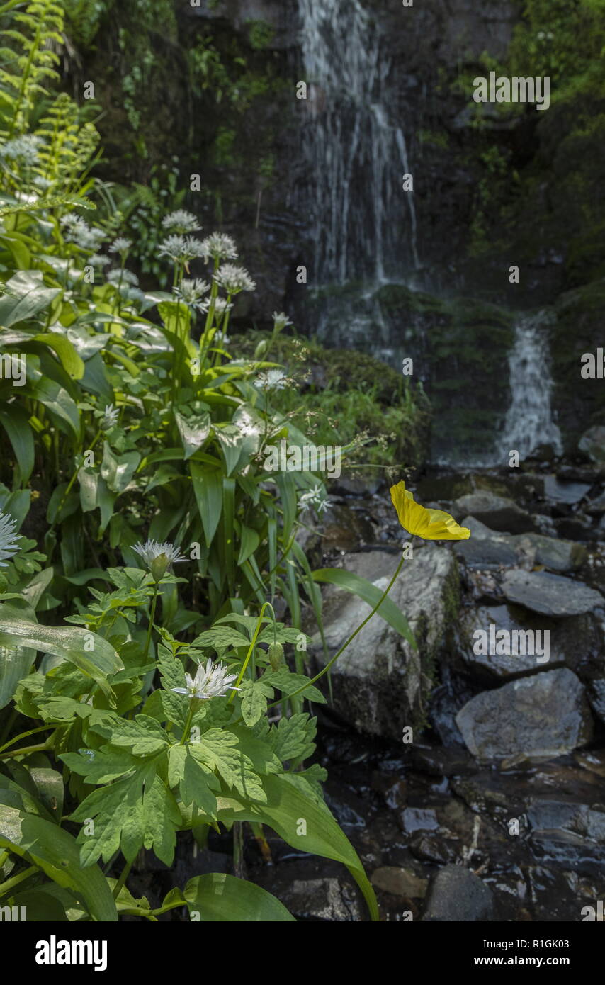 Poppy waterfall hi-res stock photography and images - Alamy
