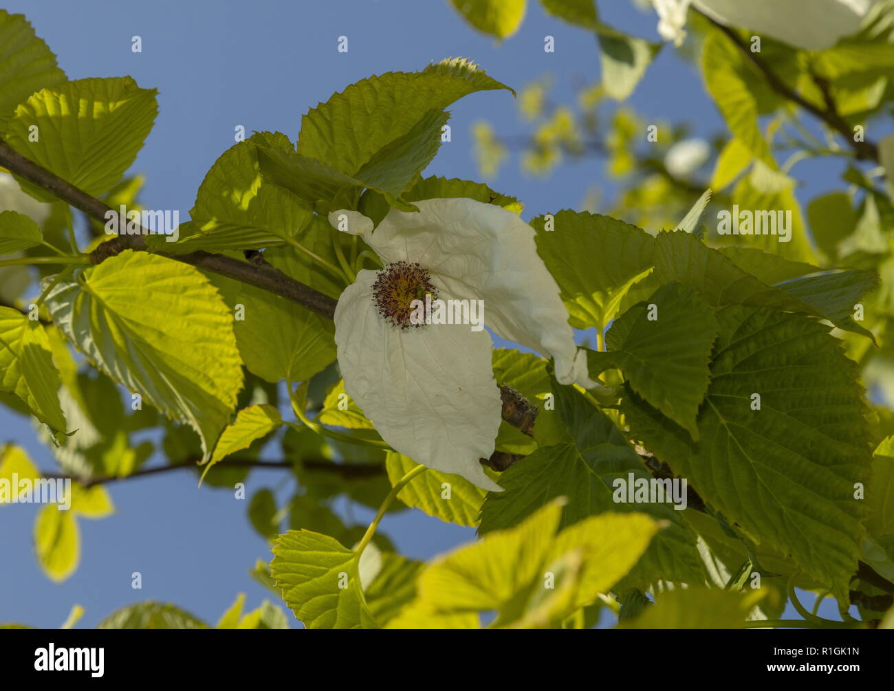 Pocket handkerchief tree hi-res stock photography and images - Alamy