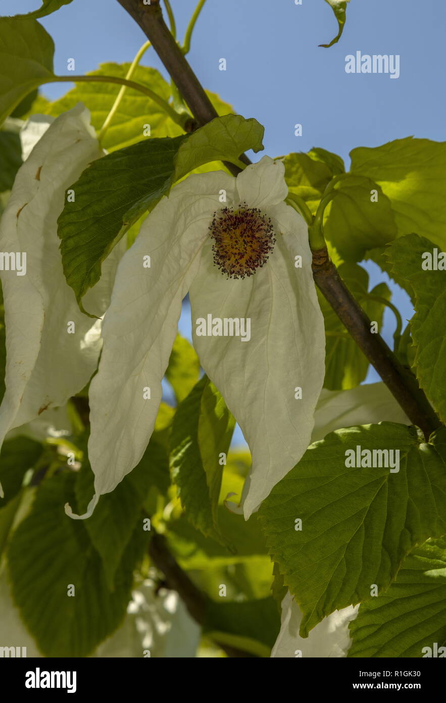 Handkerchief Tree High Resolution Stock Photography and Images - Alamy