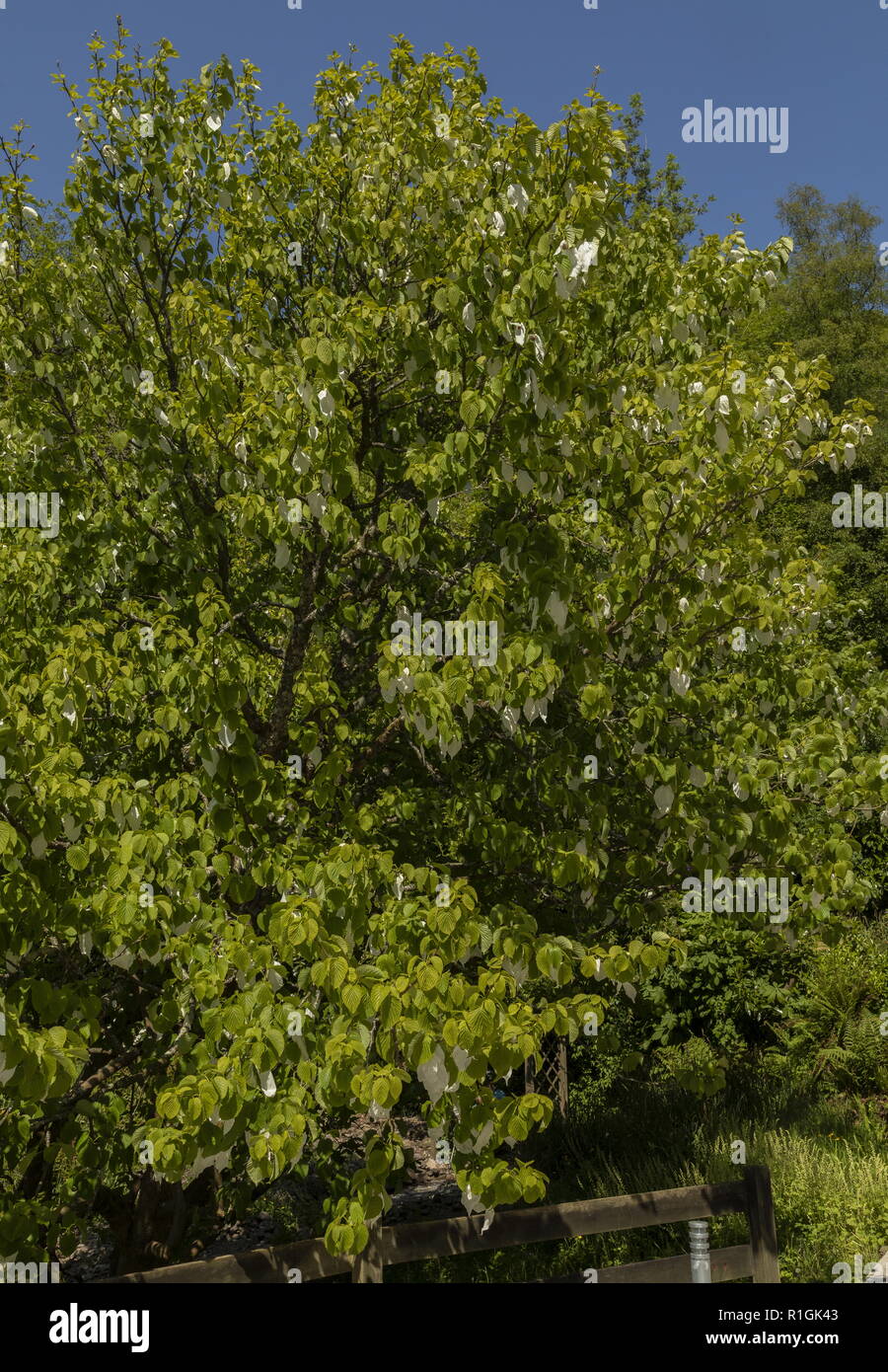 Pocket handkerchief tree hi-res stock photography and images - Alamy