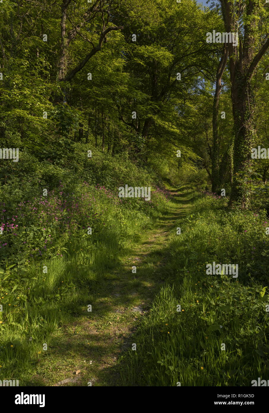 Devon pathway hi-res stock photography and images - Alamy