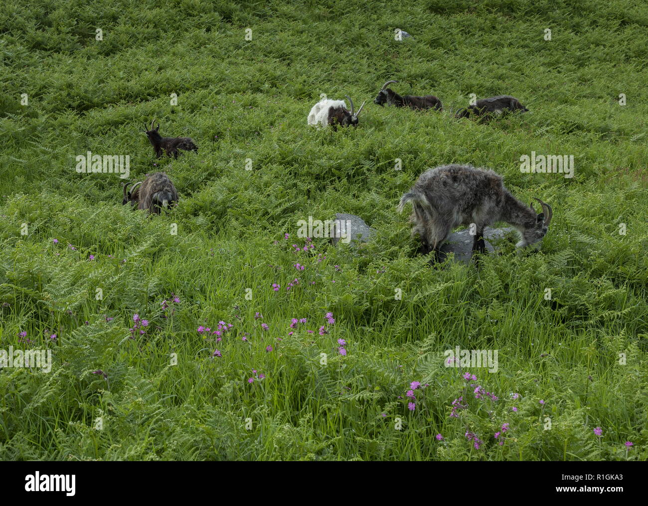 Goat from Wild goat herd at the Velley of the Rocks, Lynton, Exmoor ...