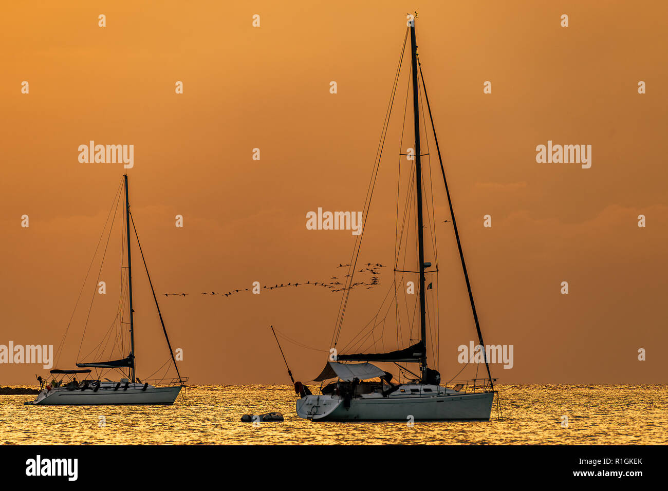 The flock and the sailingboat at the sunset in Asinara harbour Stock Photo - Alamy