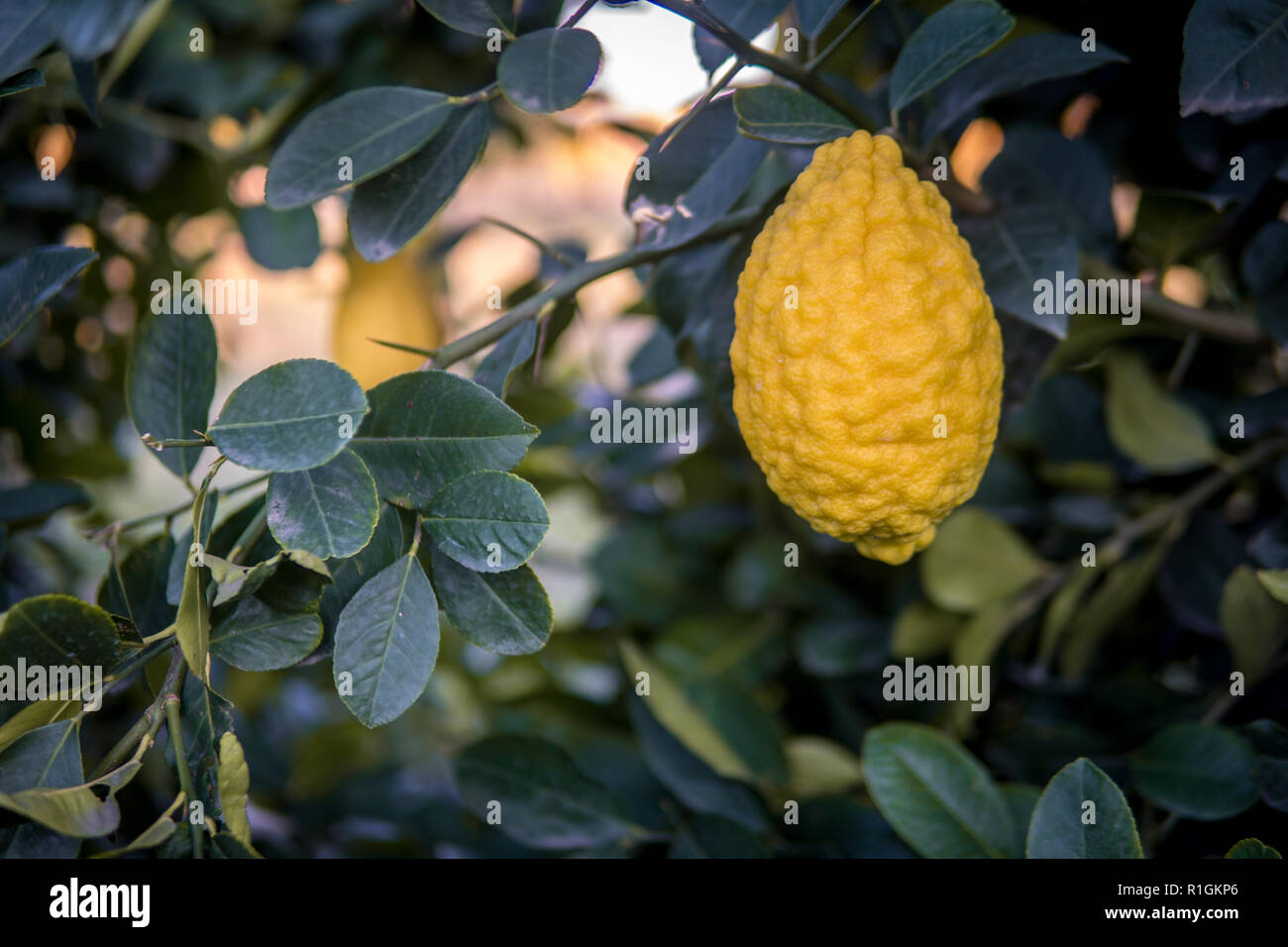 Citron tree hi-res stock photography and images - Alamy