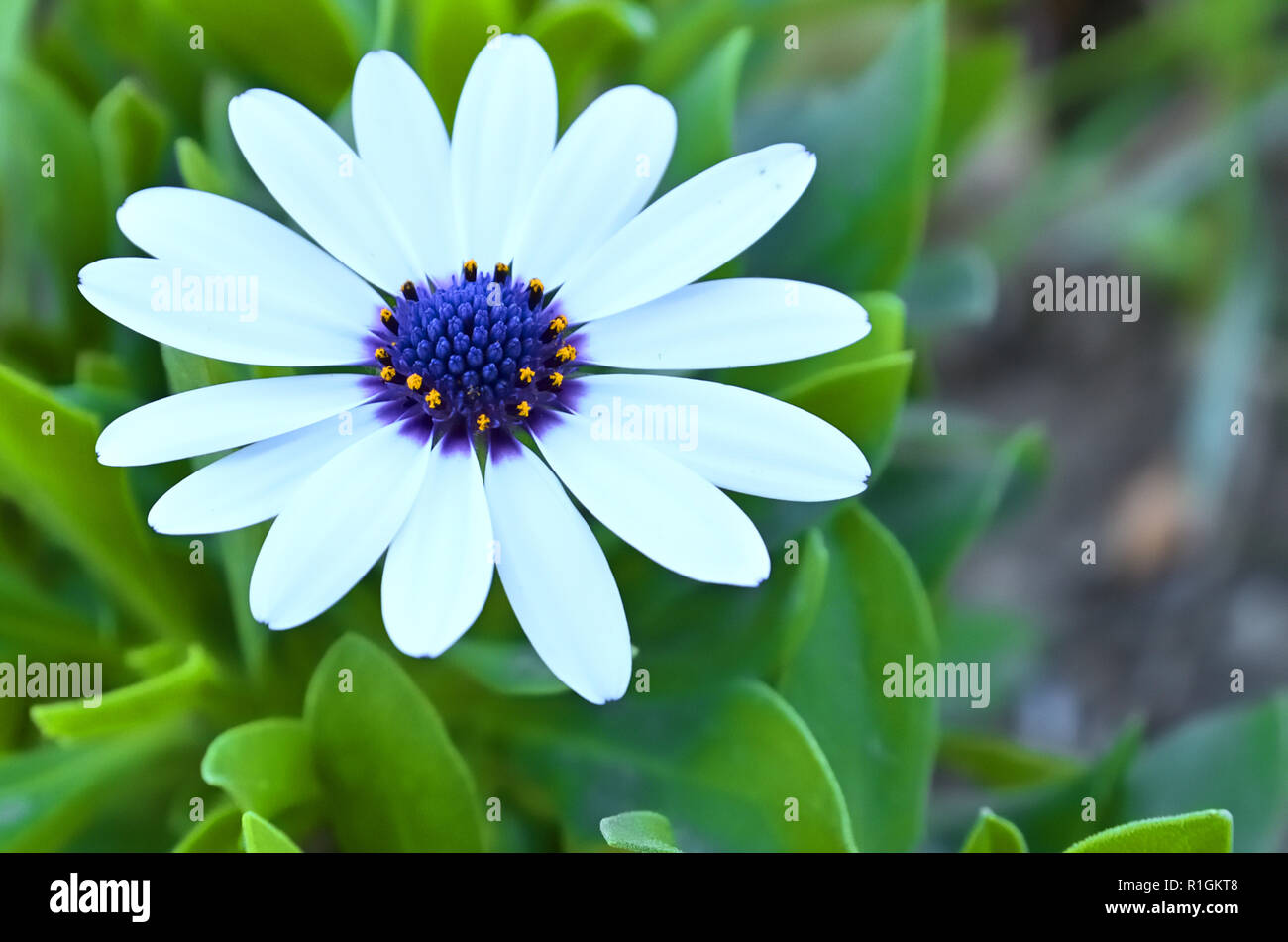 Flowers sprouting hi-res stock photography and images - Alamy