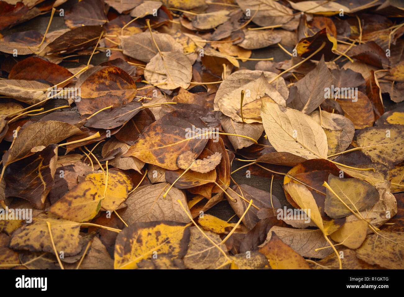 Decaying leaves, time passing concept, color toning applied Stock Photo ...