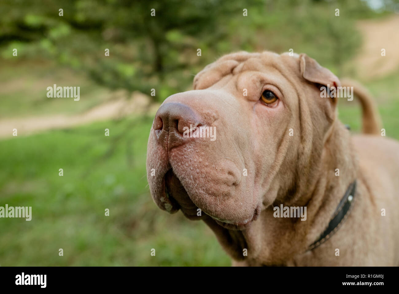 Serious dog face portrait against bright nature background and wooden ...