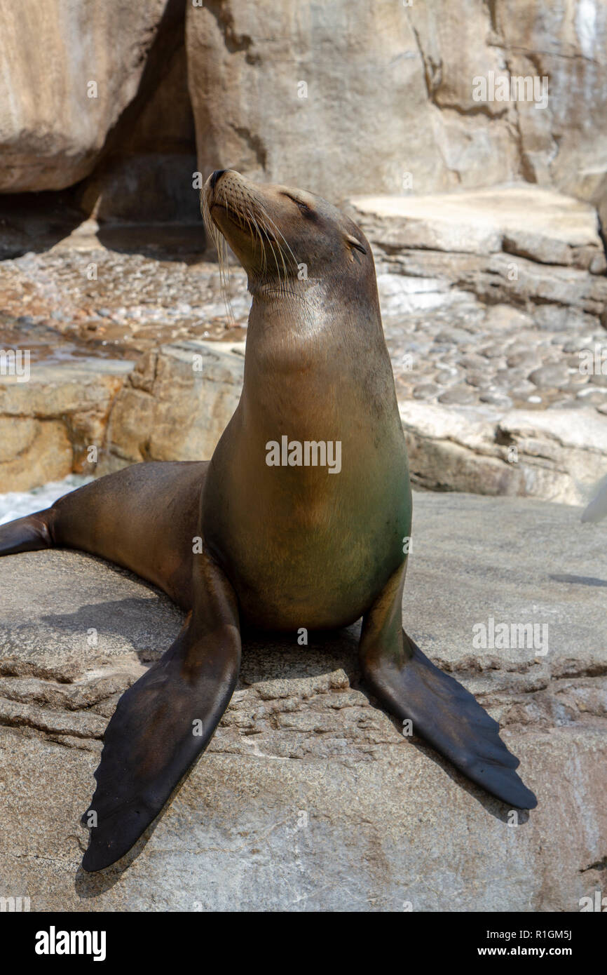 Seals Or Sea Lions In San Diego at Cristopher Robertson blog