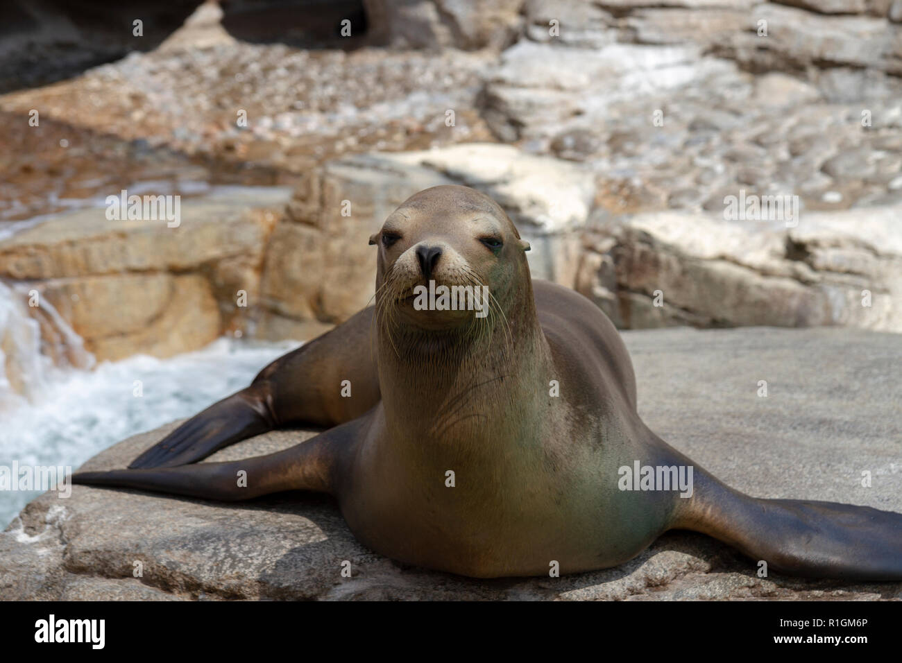 Seaworld Seal