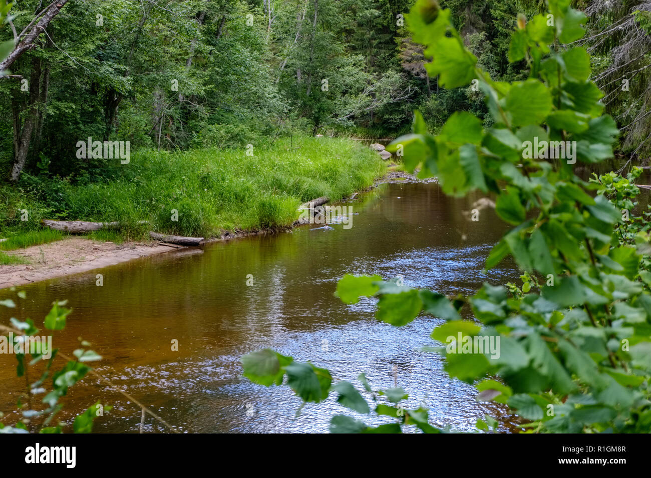 rocky stream of river deep in forest in summer green weather with ...