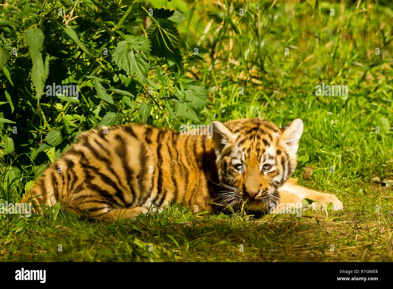 Tiger cub lying down hi-res stock photography and images - Alamy