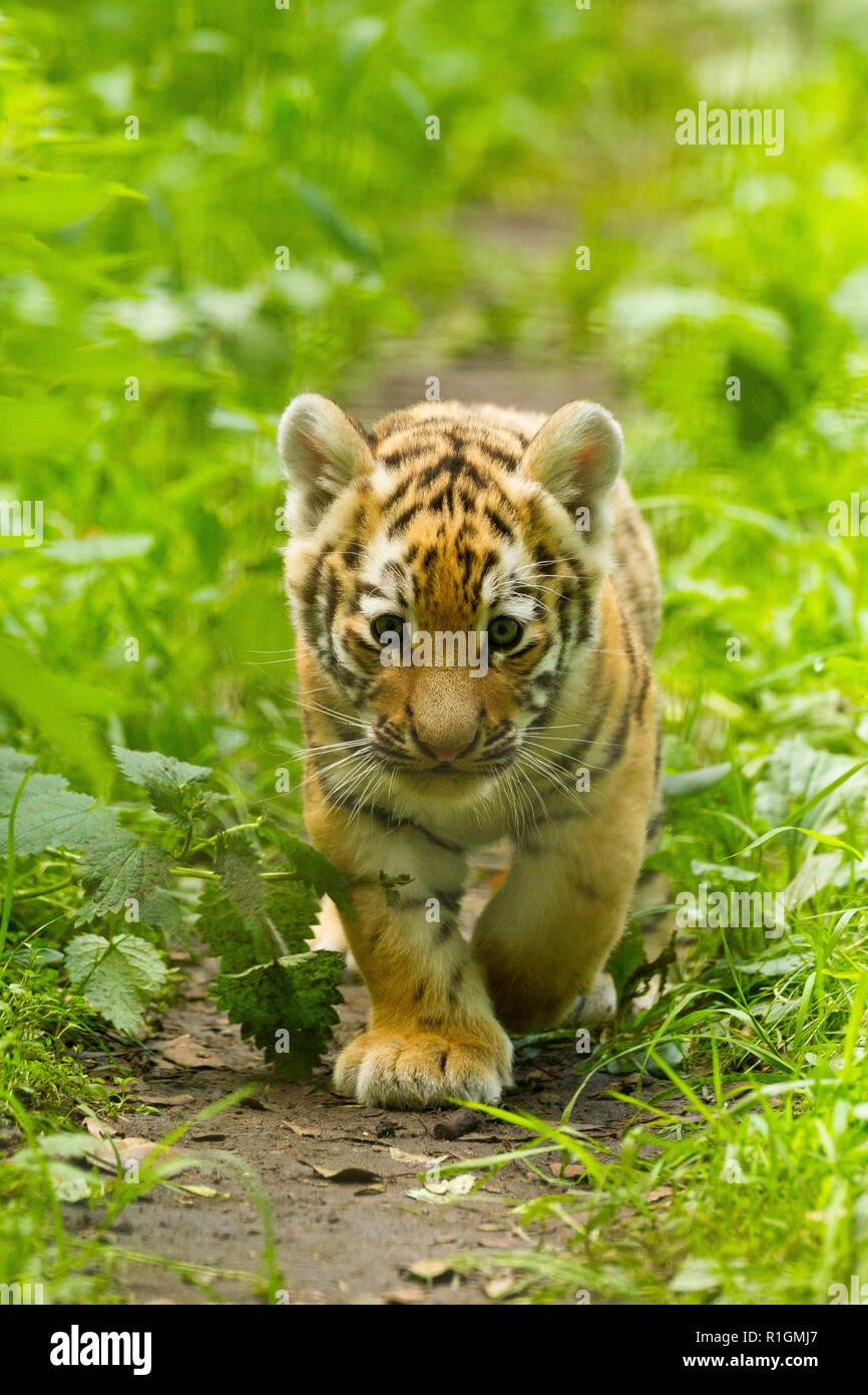 Tiger cub face vertical hi-res stock photography and images - Alamy