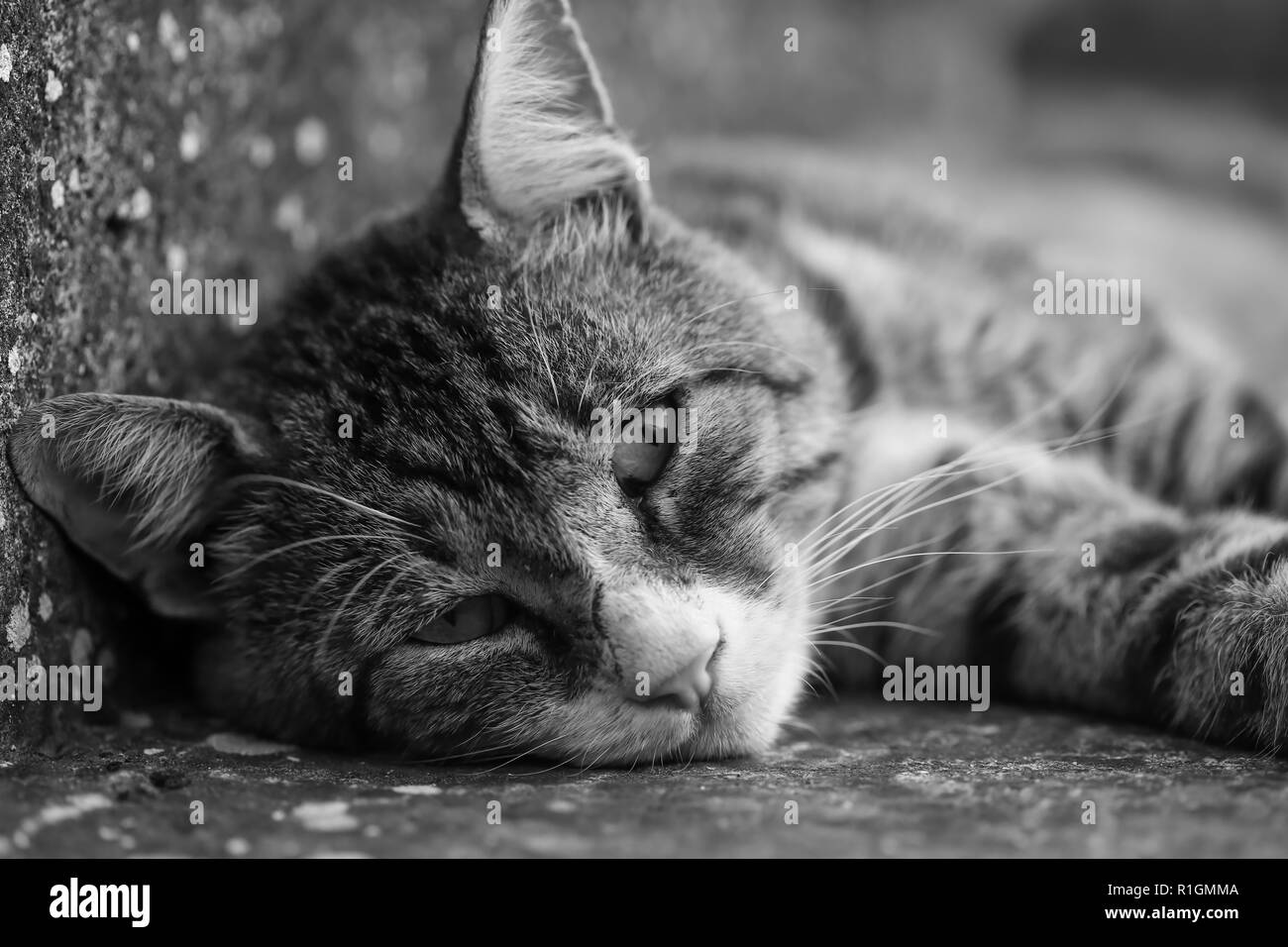 Black and white cat head close up. Cat lay on the concrete Stock Photo ...