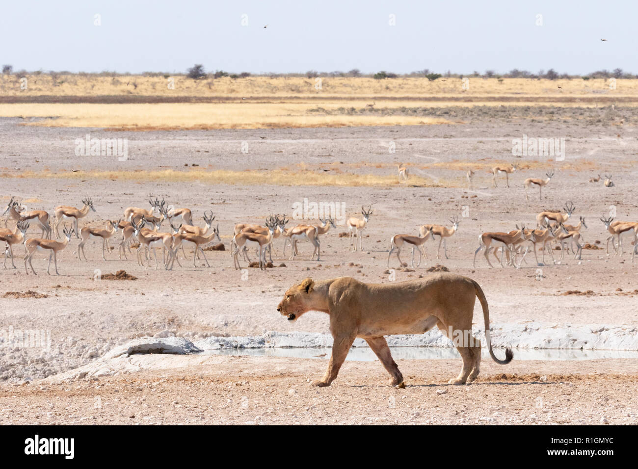 Predator park hi-res stock photography and images - Alamy