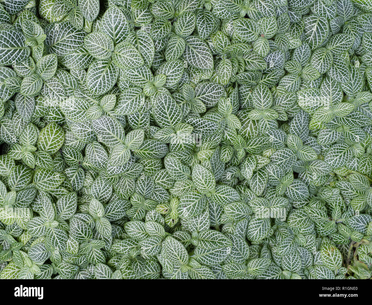 Mosaic plants with green and silver foliage make intriquate overlapping ...