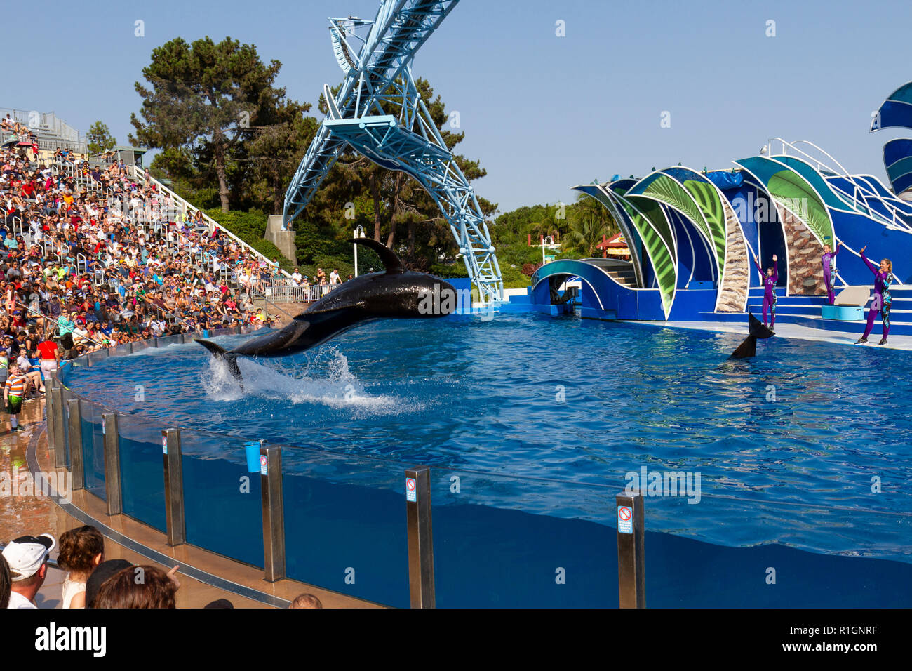 Short-finned pilot whales performing during the Dolphin Days show ...