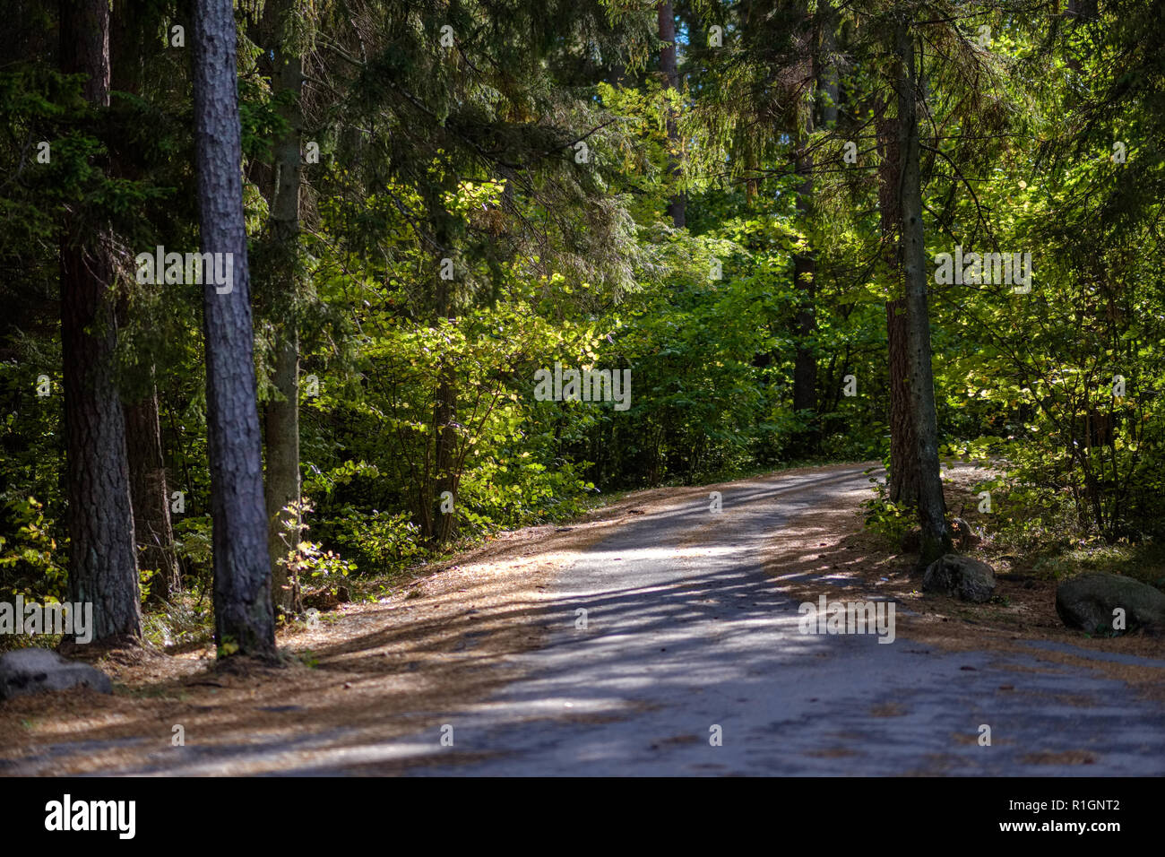 hiking trail in autumn forest with colored leaves Stock Photo - Alamy
