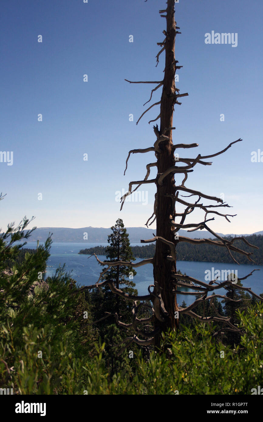 Protruding tree trunk over Lake Tahoe and surrounding evergreen forest ...