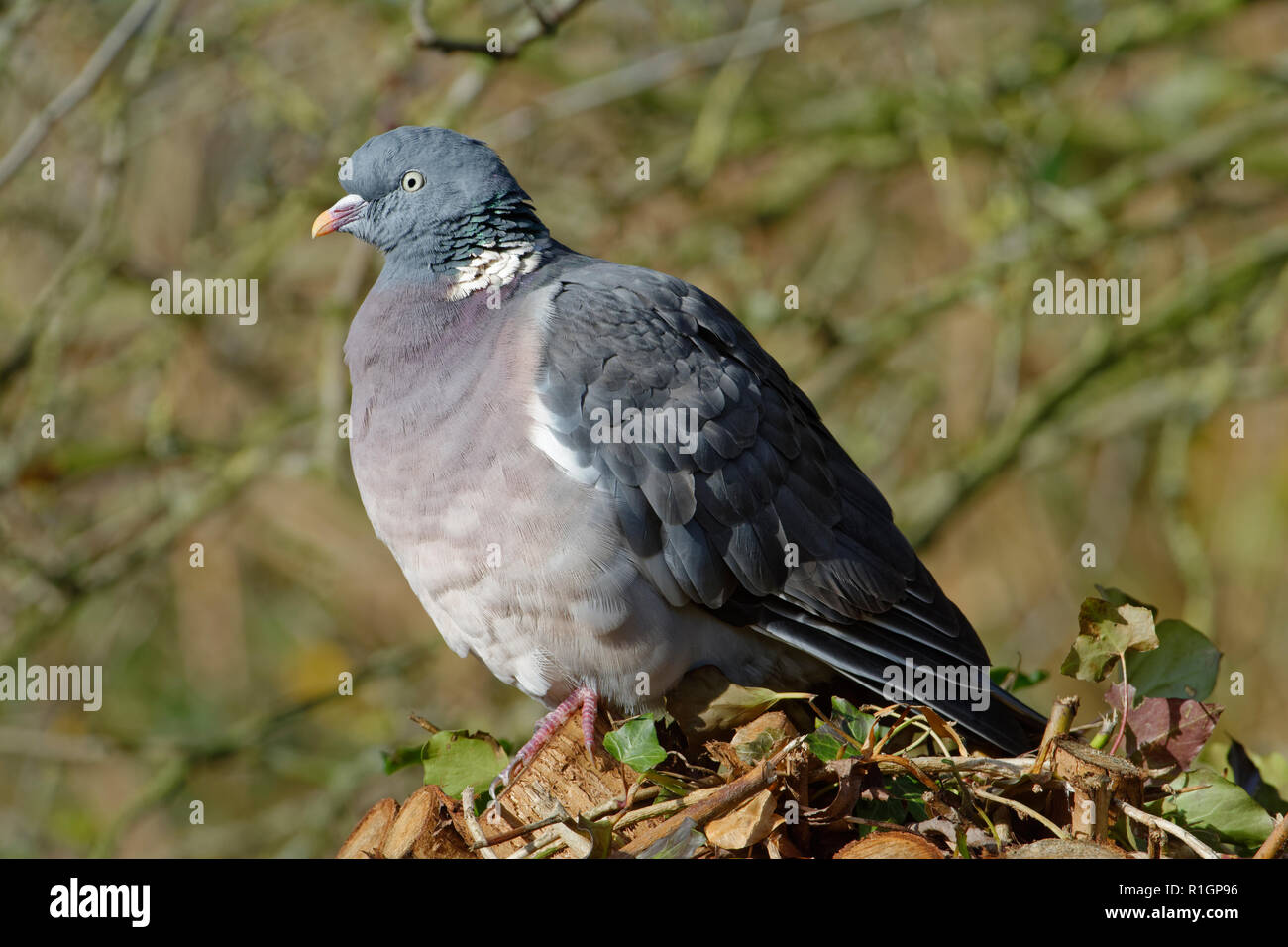Woodland pigeon hi-res stock photography and images - Alamy