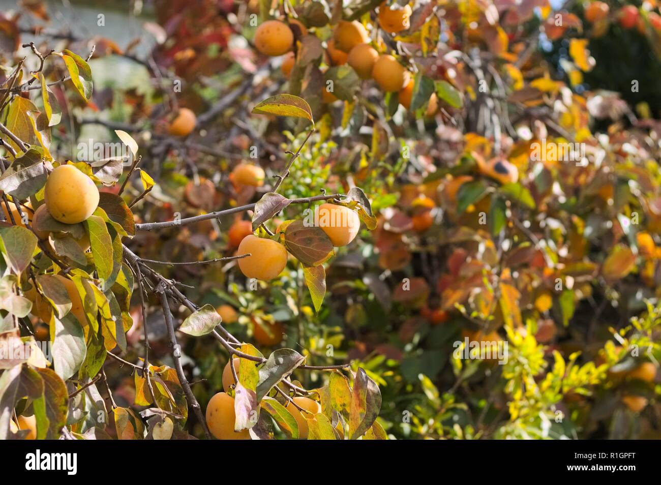 Kaki tree with orange persimmon fruits (Pesaro, Italy Stock Photo - Alamy