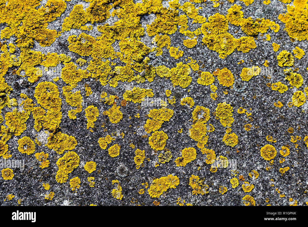 Yellow crustose lichen growing on concrete background Stock Photo - Alamy