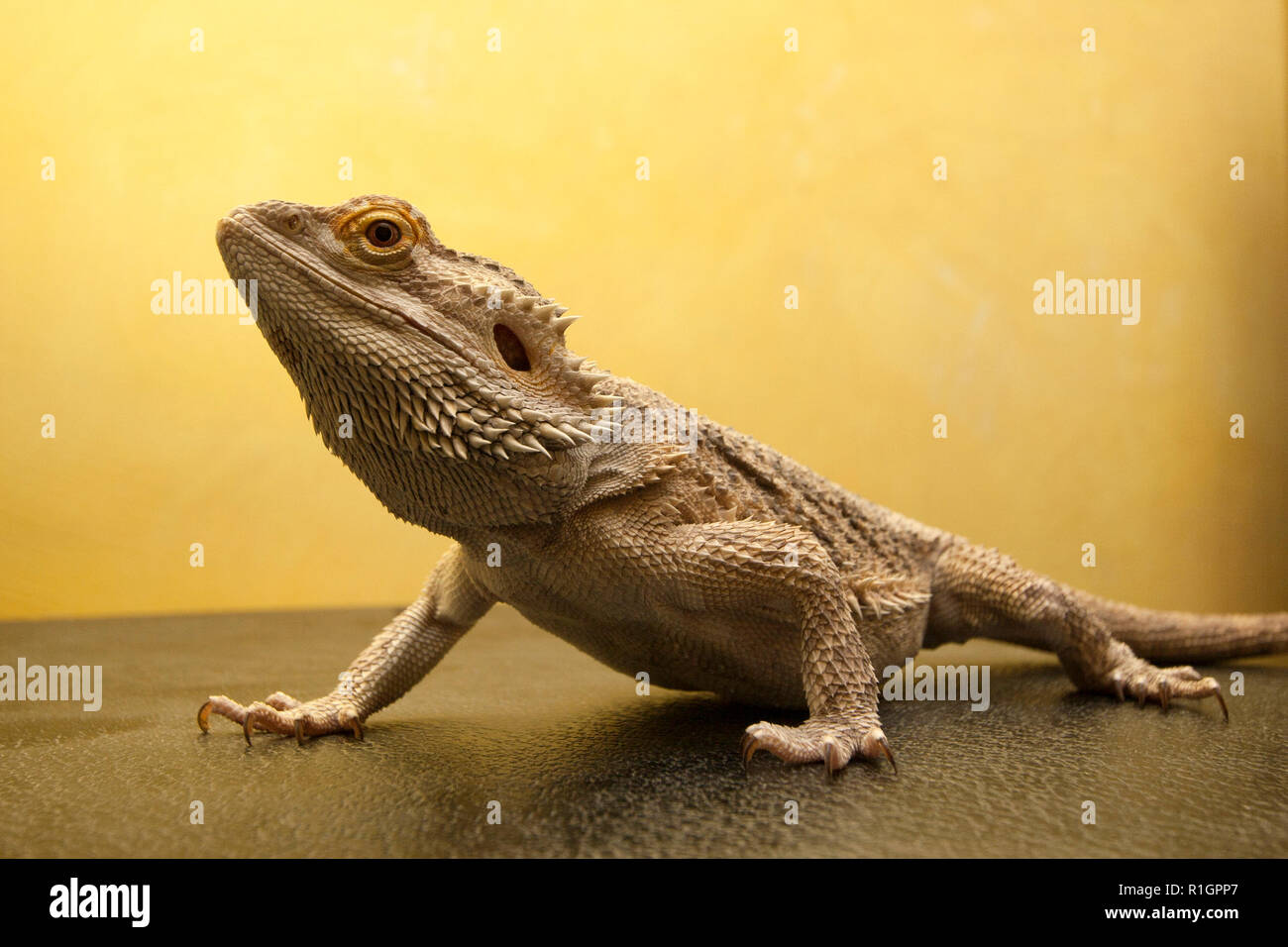 A central bearded dragon ( Pogona vitticeps ) in captivity. Pogona is a ...