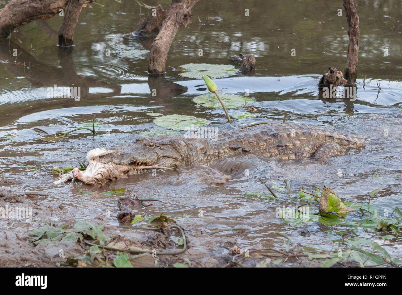 Crocodile eating live chicken hi-res stock photography and images - Alamy