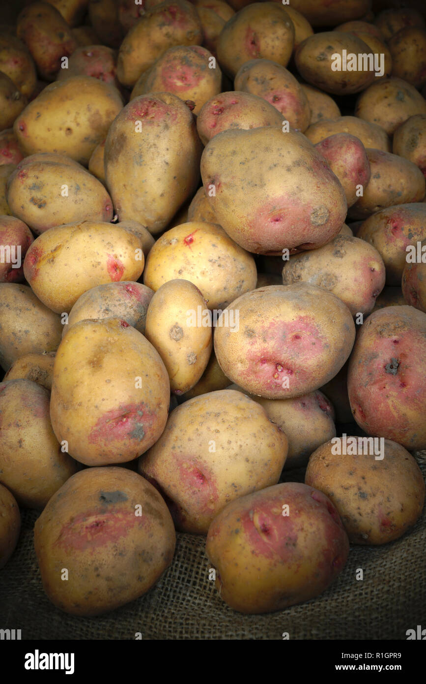 King edward potato harvest hi-res stock photography and images - Alamy