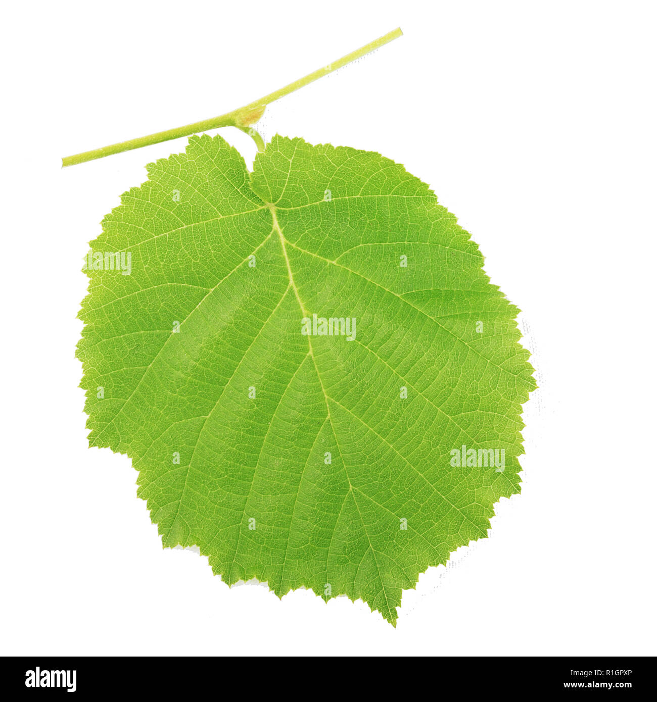 One kiwi leaf isolated on white background Stock Photo - Alamy