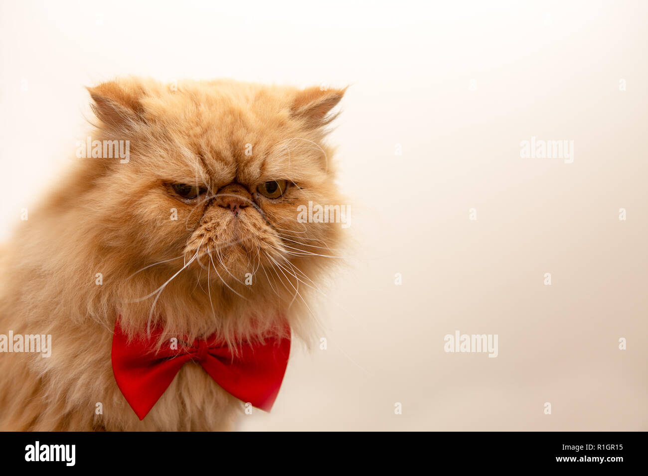 Photo of fluffy ginger cat in red bow tie sitting Stock Photo - Alamy
