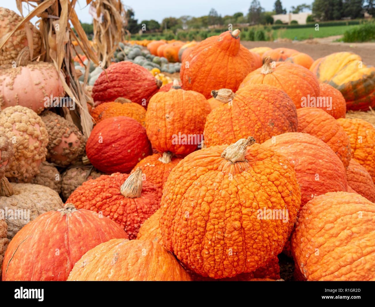 Gourd patch hi-res stock photography and images - Alamy