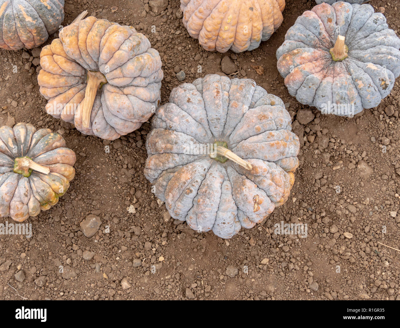 Blue decorative gourds -overhead view Stock Photo - Alamy
