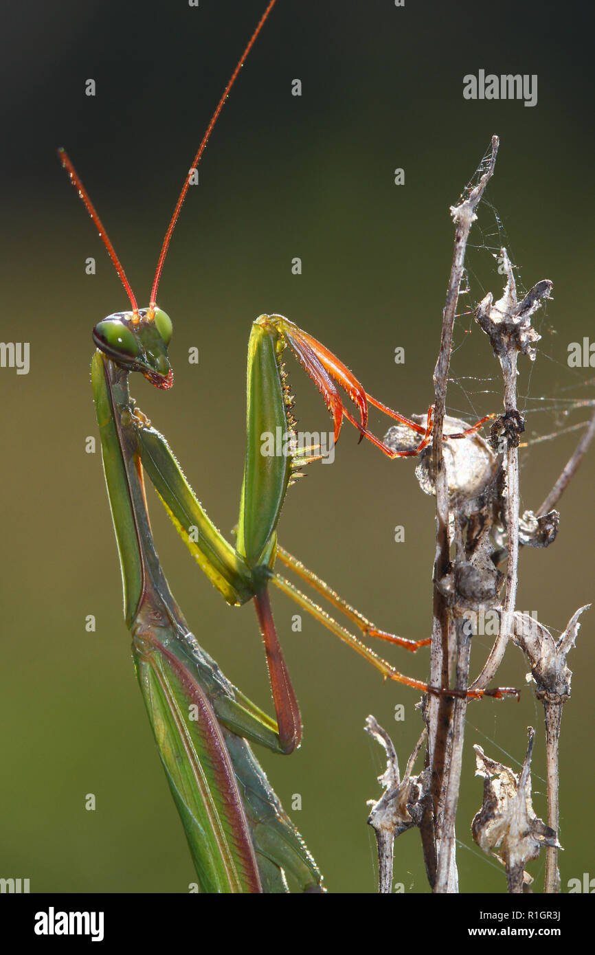 Portrait of green praying mantis with red leg and antenna on the plant ...